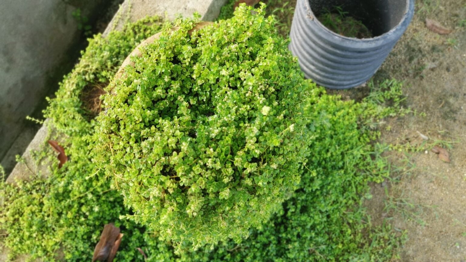 How to Plant, Grow, and Care for Baby Tears (Soleirolia Soleirolii)