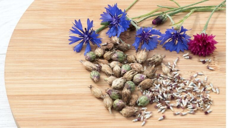 How to Plant, Grow, and Care for Bachelor's Buttons