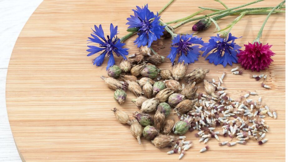 How to Plant, Grow, and Care for Bachelor's Buttons
