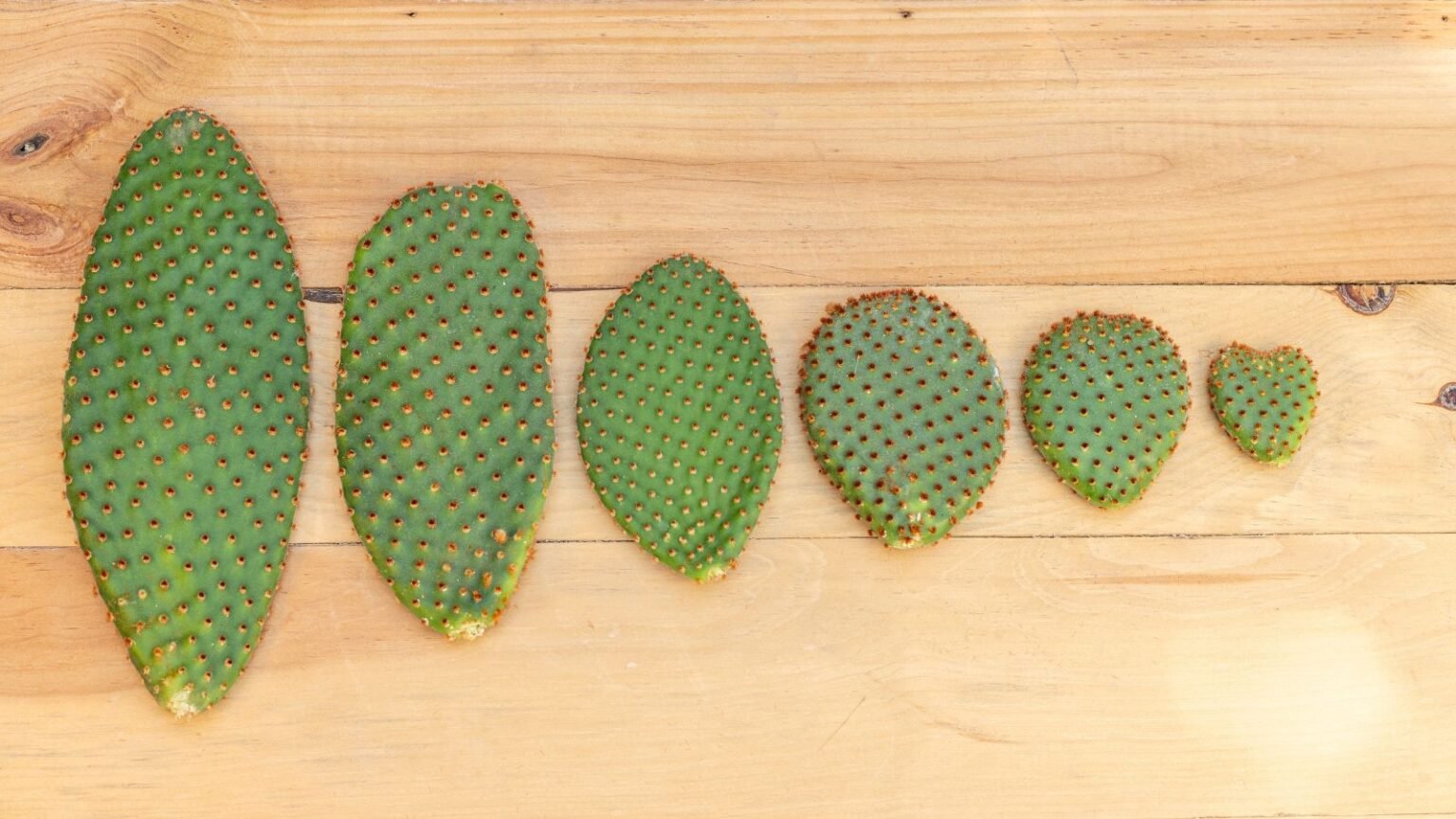 Prickly Pear Cactus Propagation From Cuttings and Seeds