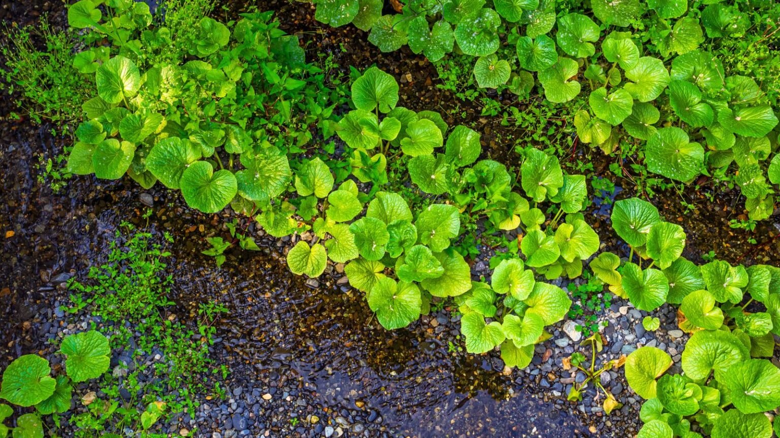 How To Plant, Grow, and Care for Wasabi