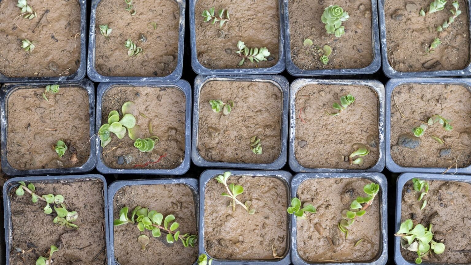 How to Plant, Grow, and Care for Baby Tears (Soleirolia Soleirolii)