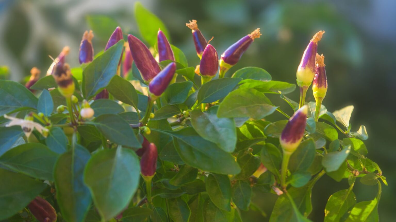How to Plant, Grow, and Care for Ornamental Peppers