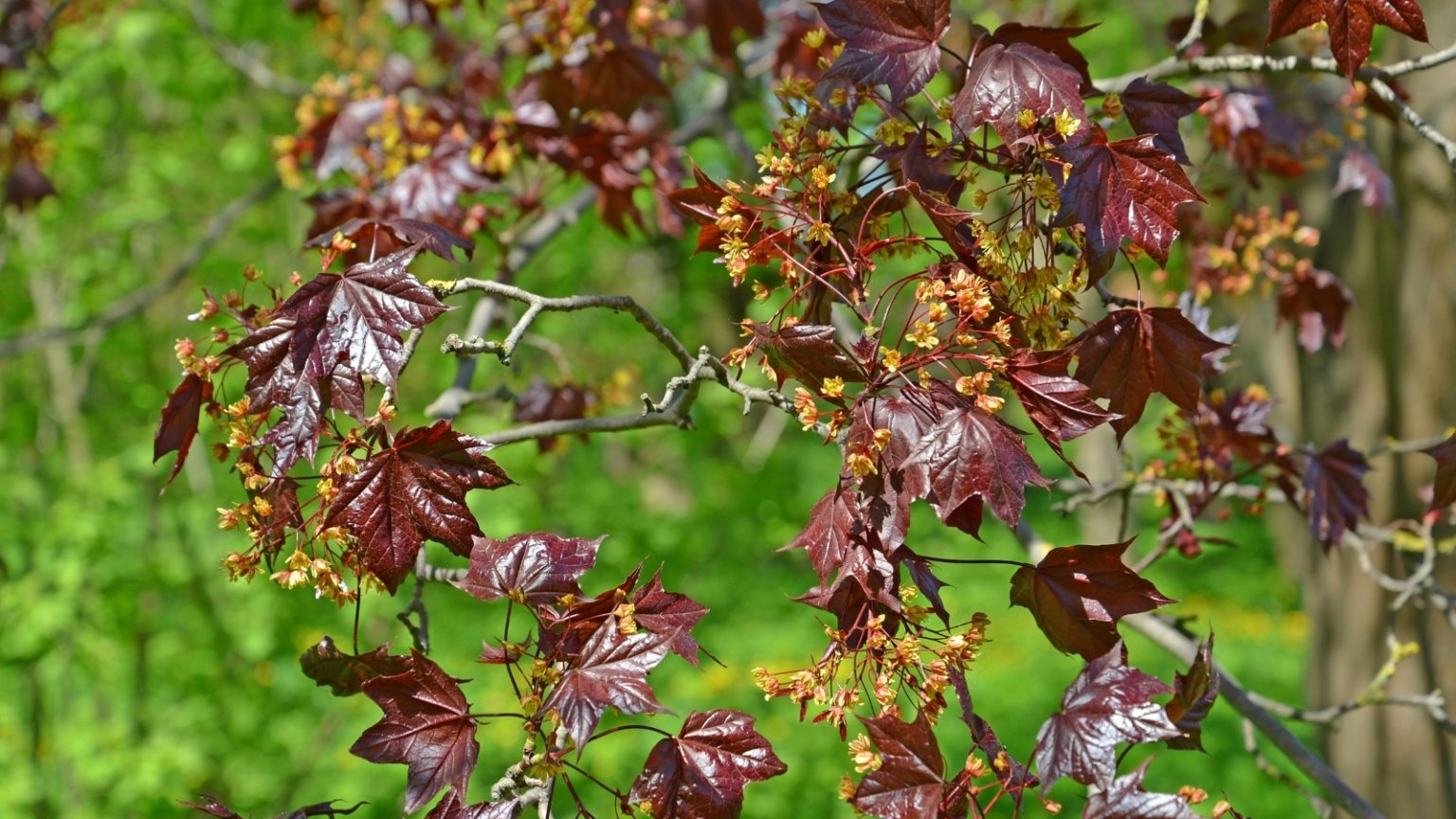 41 Plants Perfect for a Dramatic Goth Garden