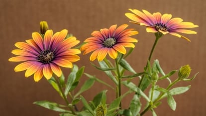 How to Plant, Grow, and Care for African Daisy