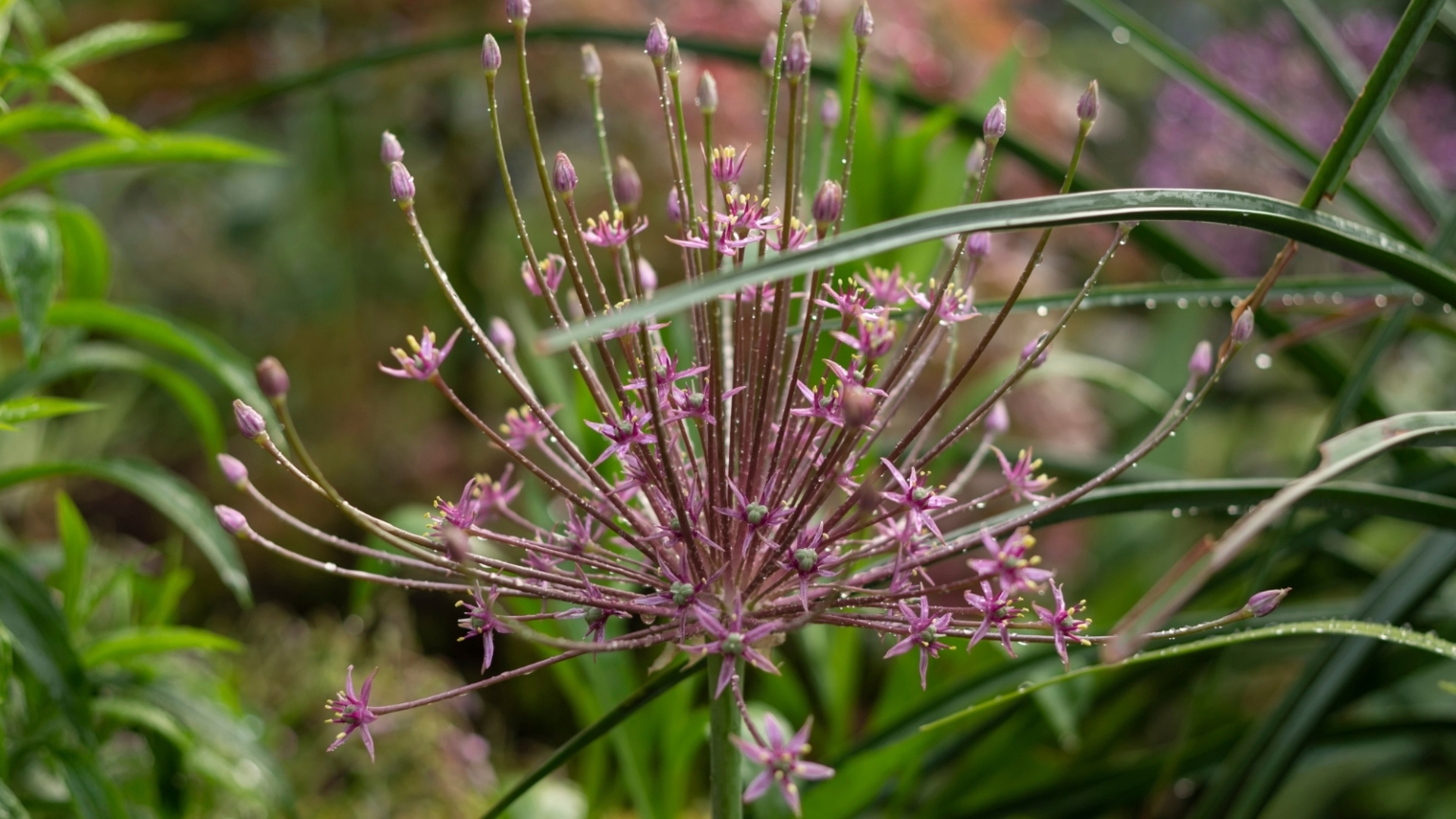 15 Unusual and Eye-Catching Bulbs You Should Plant This Fall