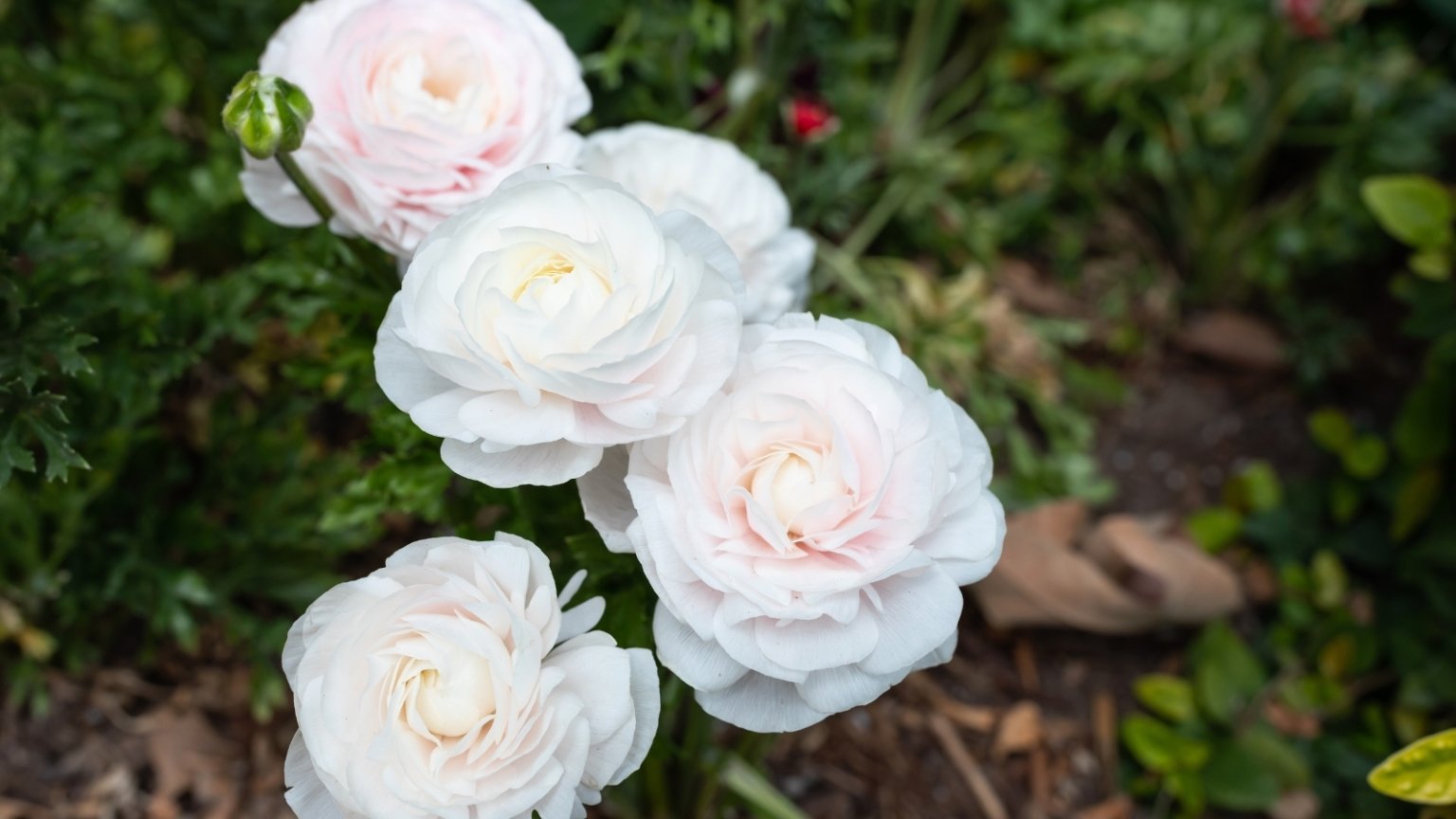 15 Ranunculus Varieties to Plant This Fall