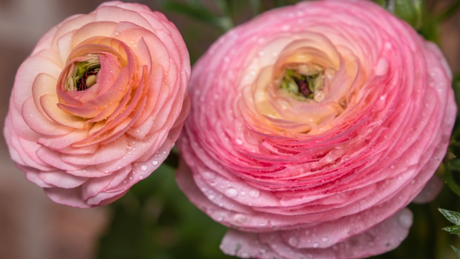 15 Ranunculus Varieties to Plant This Fall