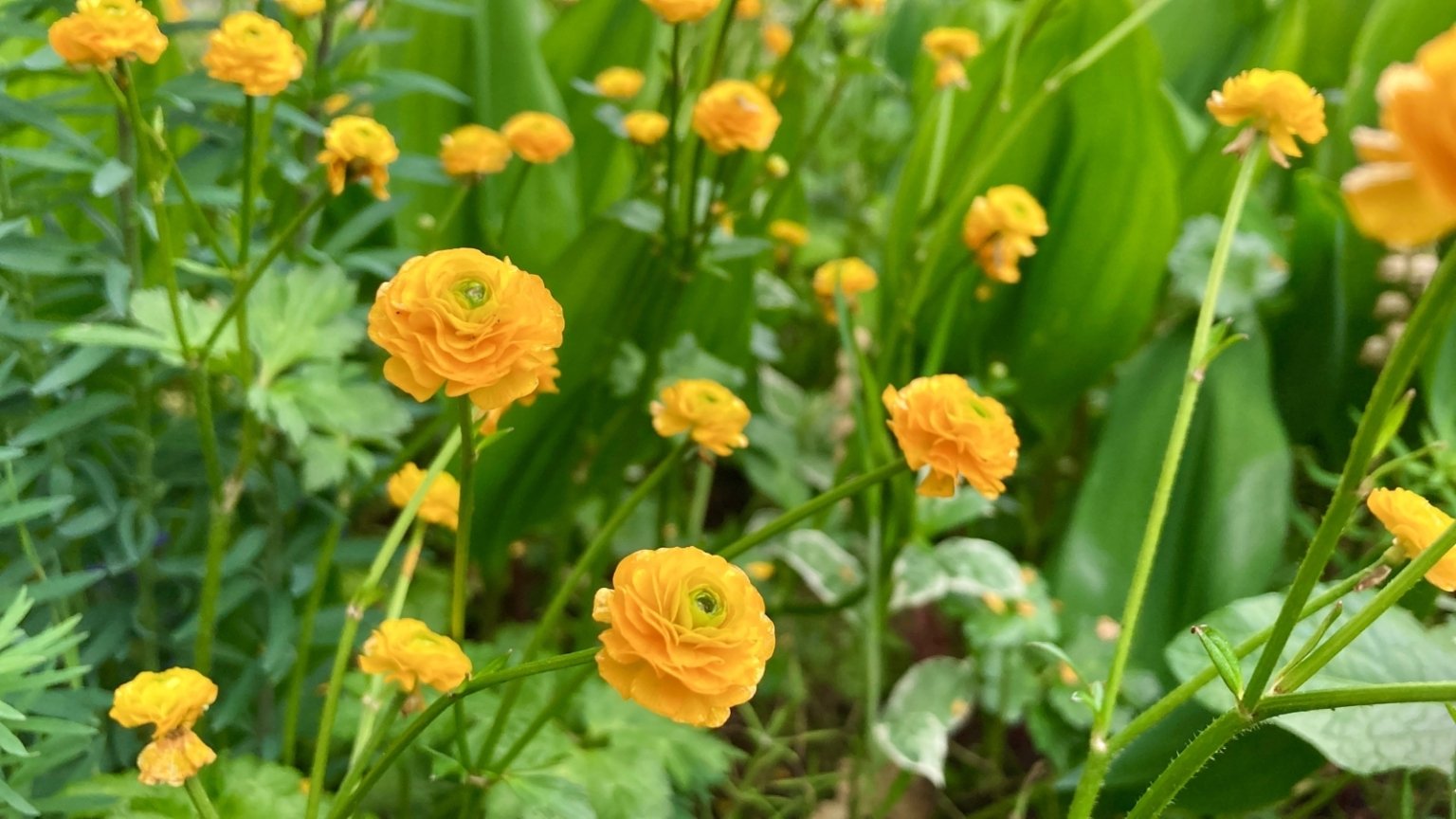 15 Ranunculus Varieties to Plant This Fall