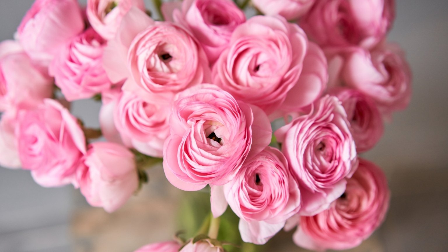 15 Ranunculus Varieties to Plant This Fall