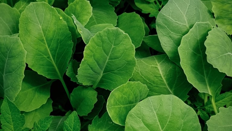 15 Mustard Green Varieties You Can Plant in Fall