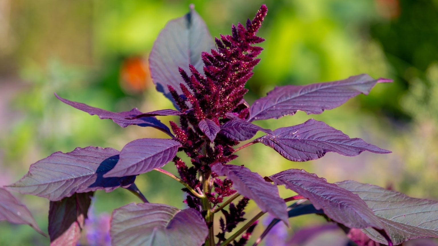 15 Essential Plants For Your Witchy Garden