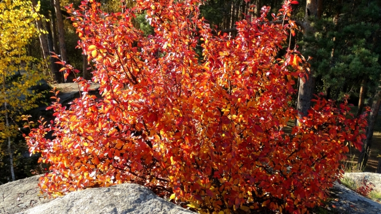 19 Shrubs With Fabulous Fall Color