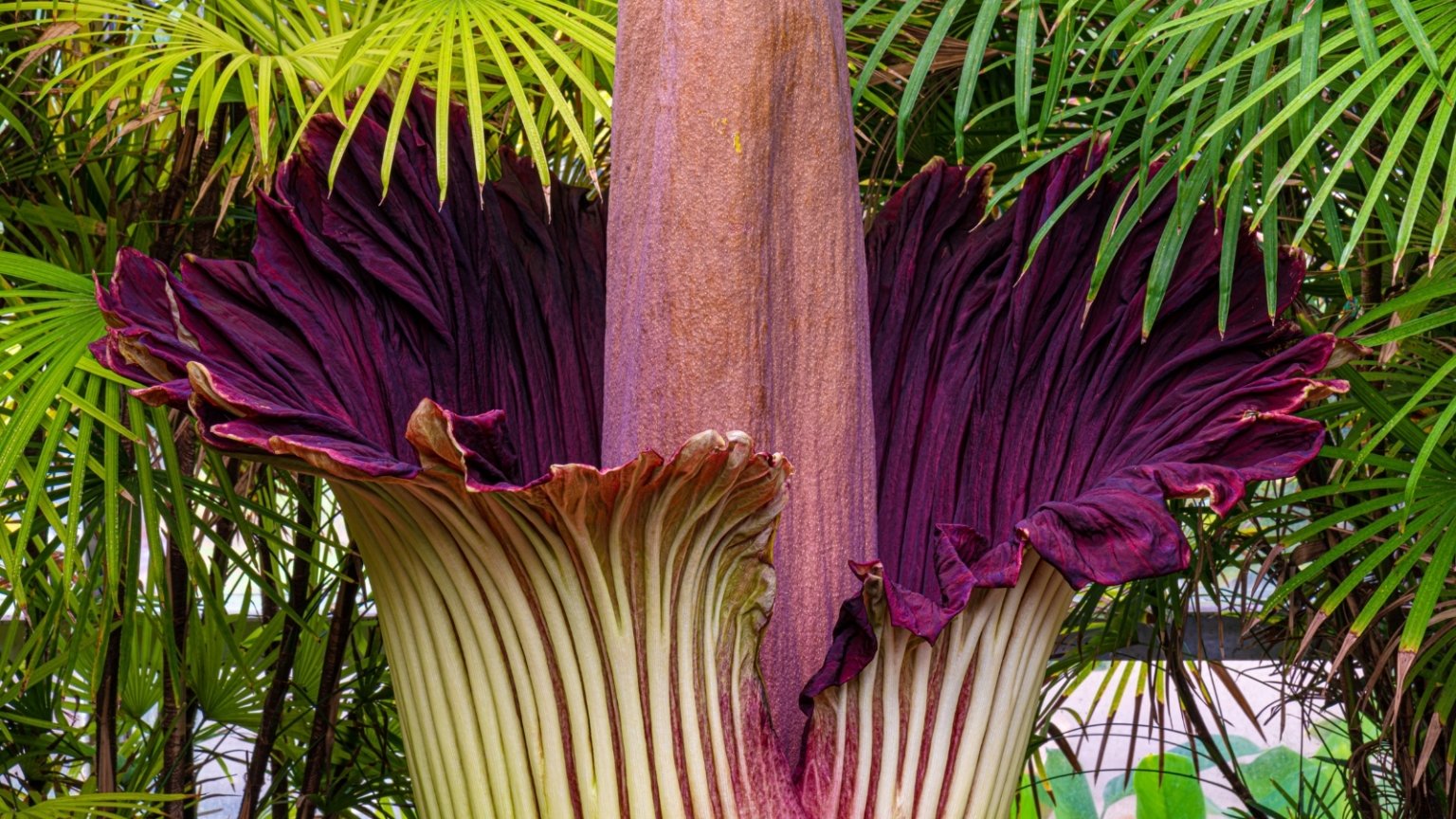 21 Spooky Plants Perfect for Halloween