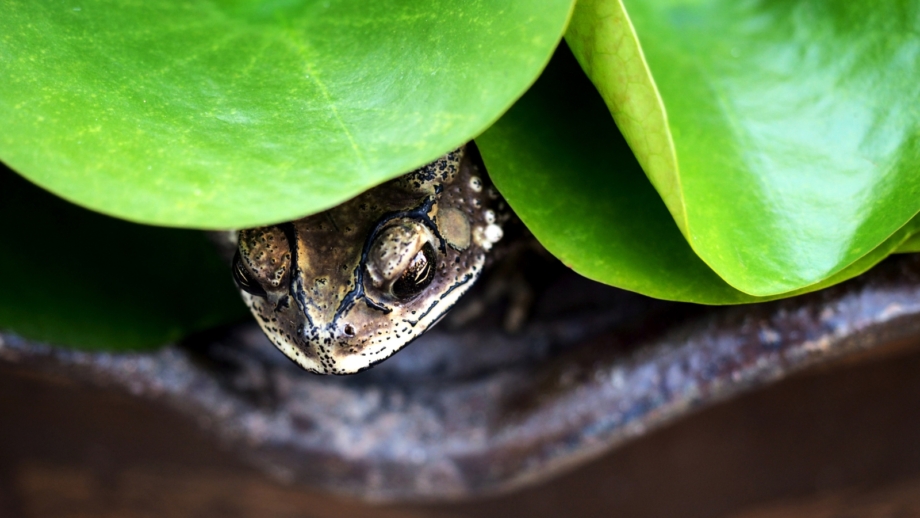 How and Why to Attract Frogs to Your Garden This Year