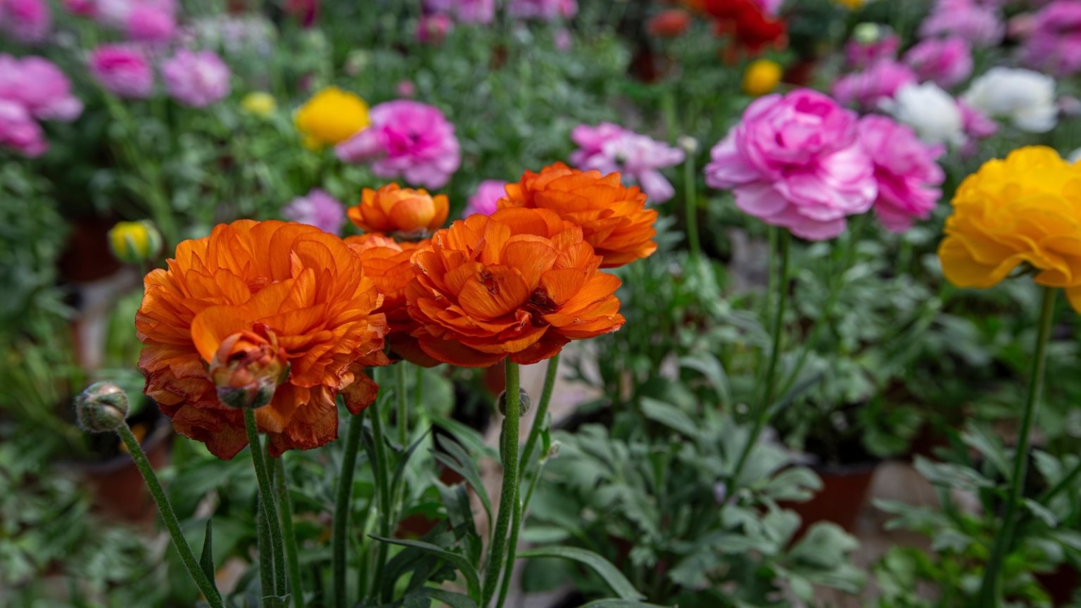 15 Ranunculus Varieties to Plant This Fall