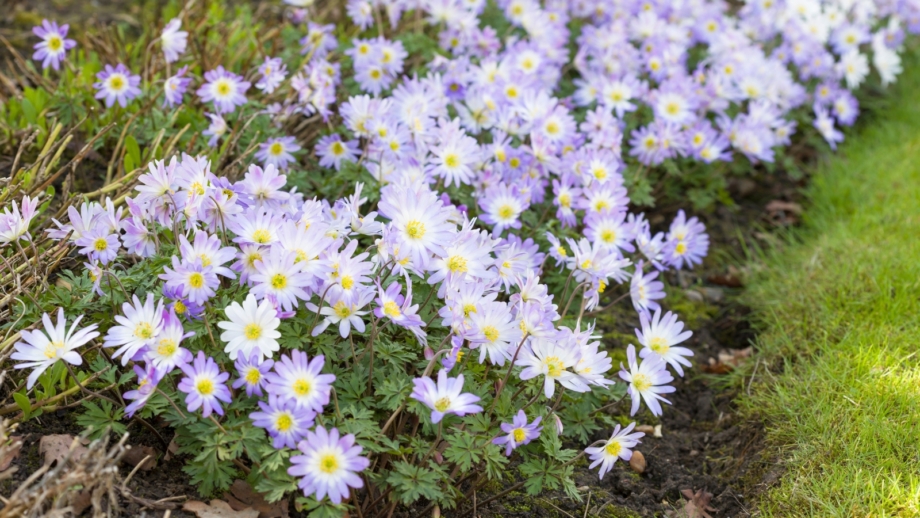 15 Low-Growing Bulbs for the Front of the Border