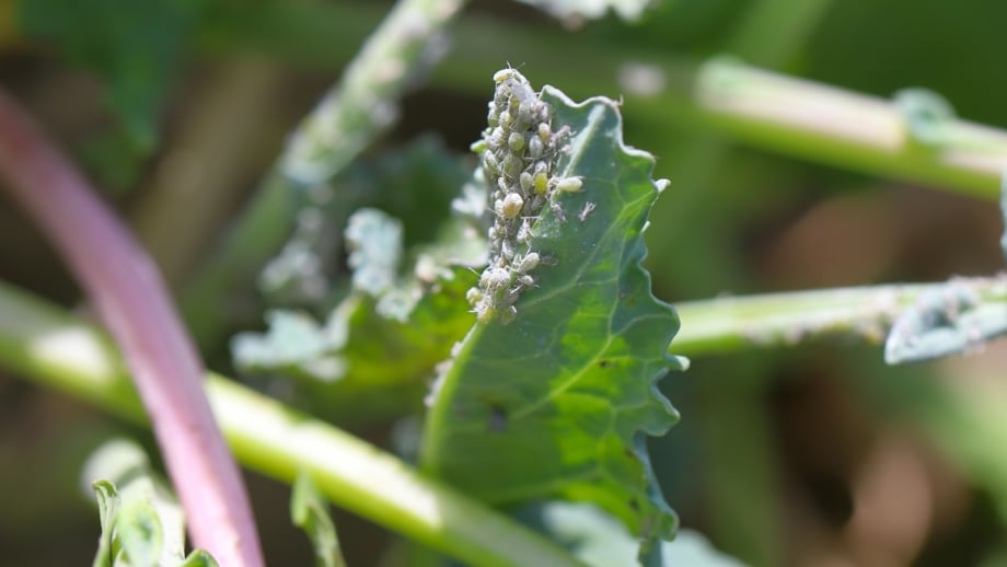 What's Eating My Cabbage? 15 Common Cabbage Pests