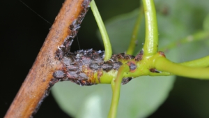11 Pear Tree Growing Problems and How to Solve Them