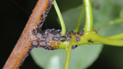 11 Pear Tree Growing Problems and How to Solve Them