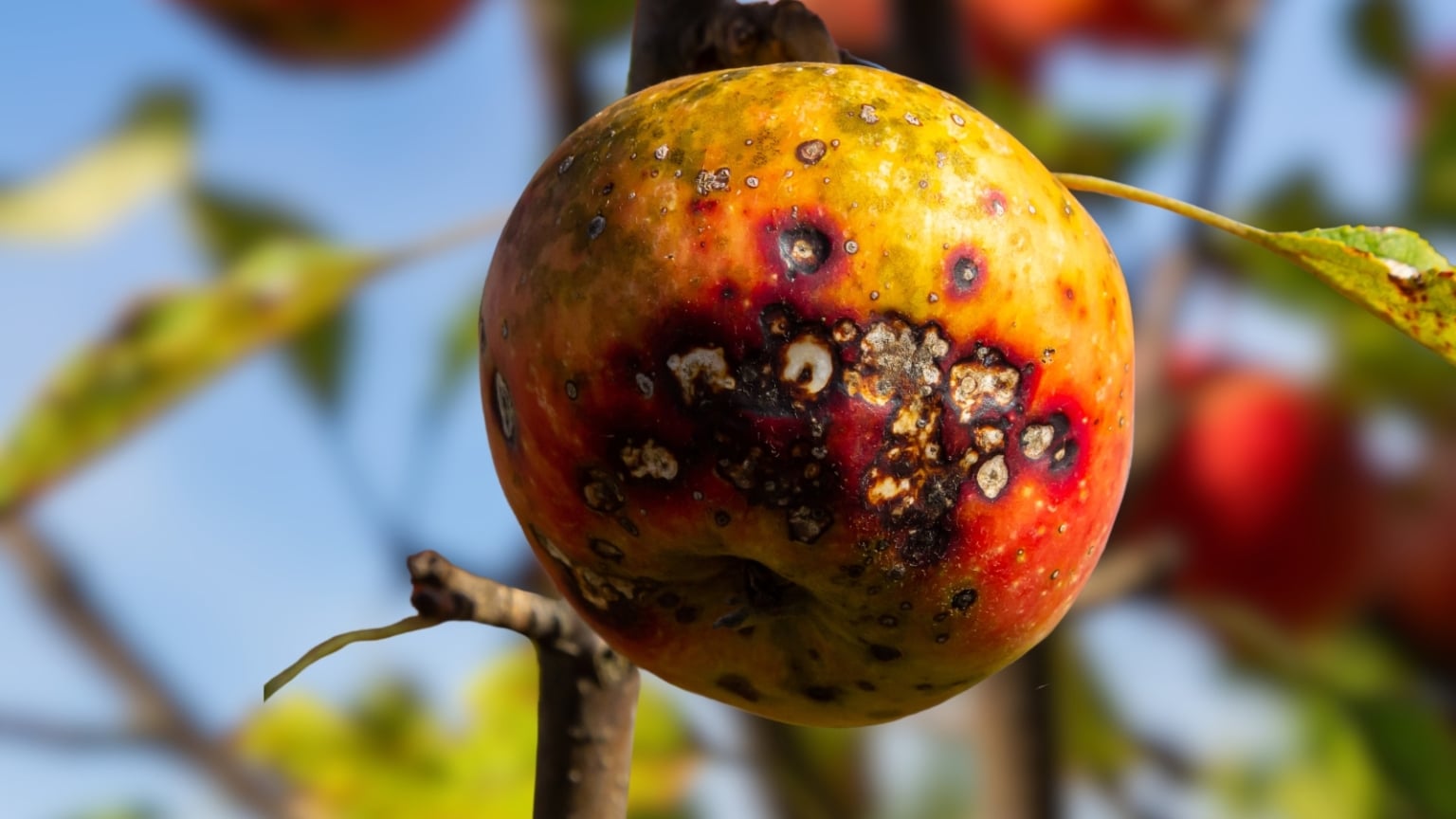 9 Common Apple Tree Diseases: ID, Prevention, and Treatment