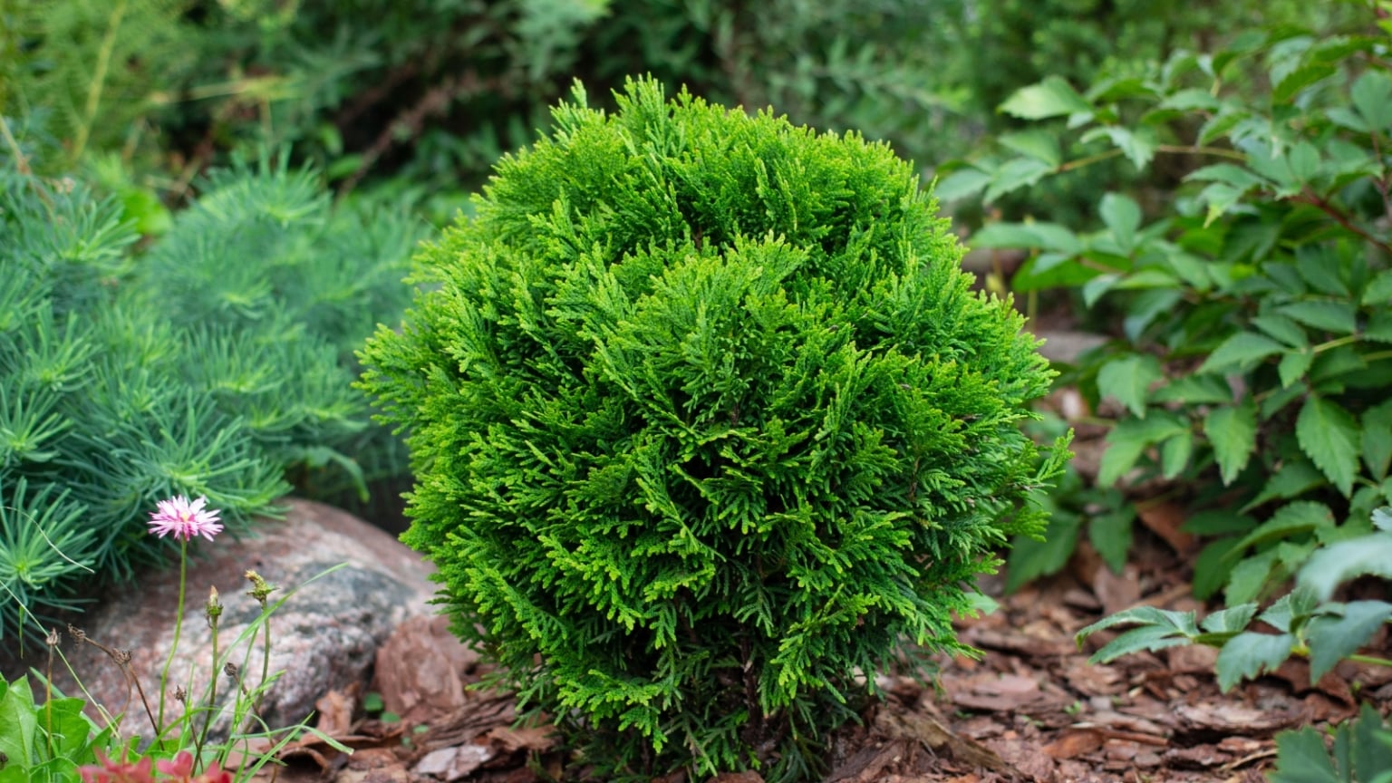 21 Evergreen Trees and Shrubs You Can Grow in Pots and Containers