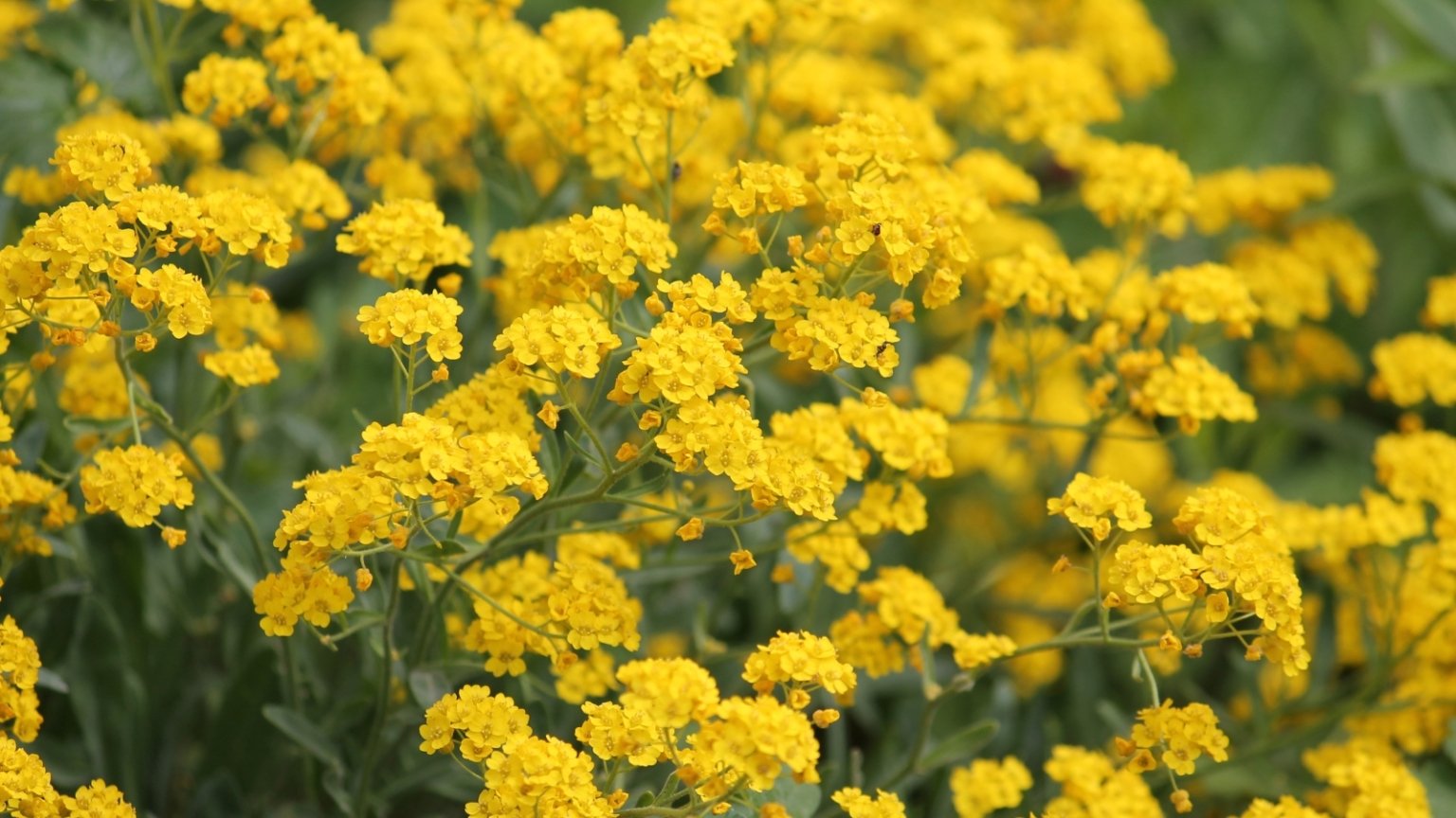 23 Dreamy Trailing Plants to Cascade Over Garden Walls - Epic Gardening