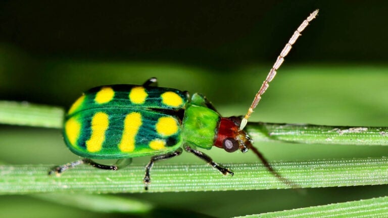 How to Identify and Control Cucumber Beetle
