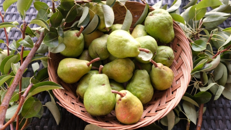How and When to Harvest Pears for the Juiciest Fruit