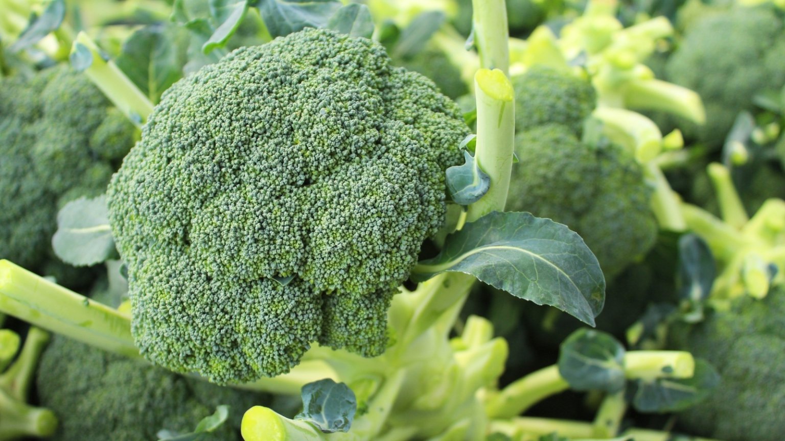 How and When to Harvest Broccoli for the Tastiest Crop