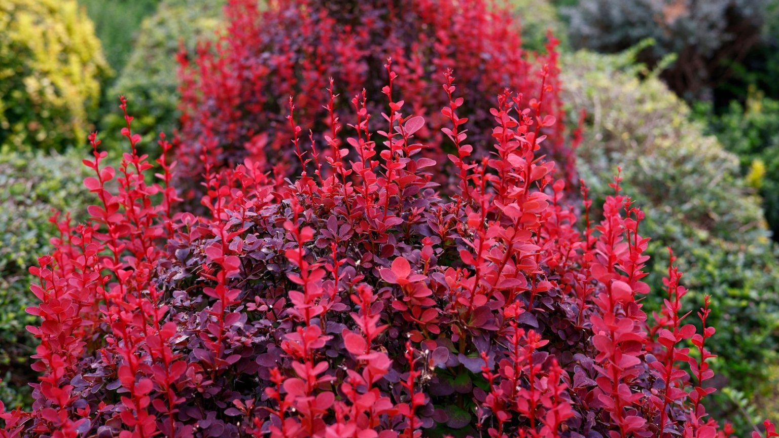 19 Shrubs With Fabulous Fall Color