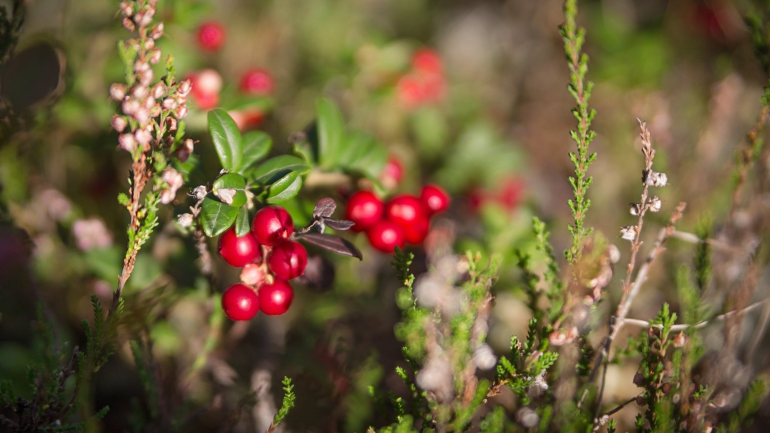 How to Plant, Grow, and Care for Cranberry Plants