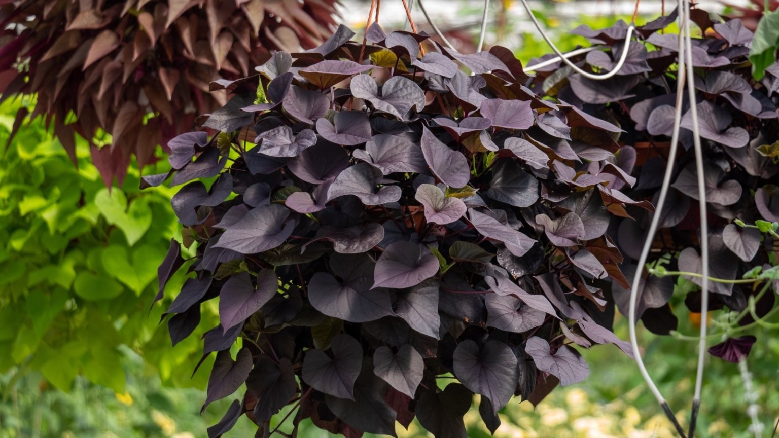 41 Plants Perfect for a Dramatic Goth Garden