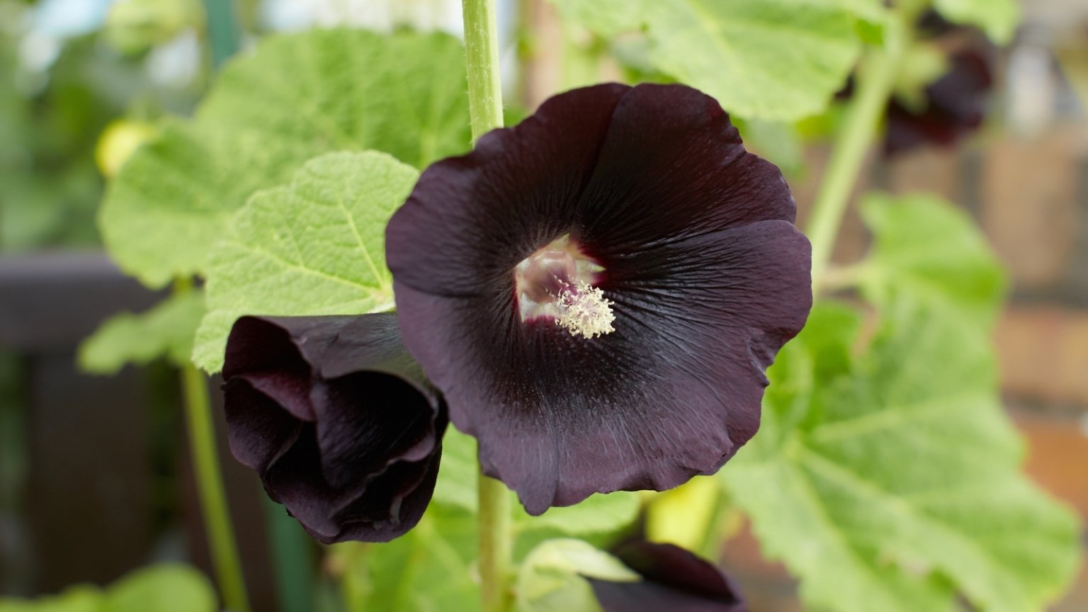 41 Plants Perfect for a Dramatic Goth Garden