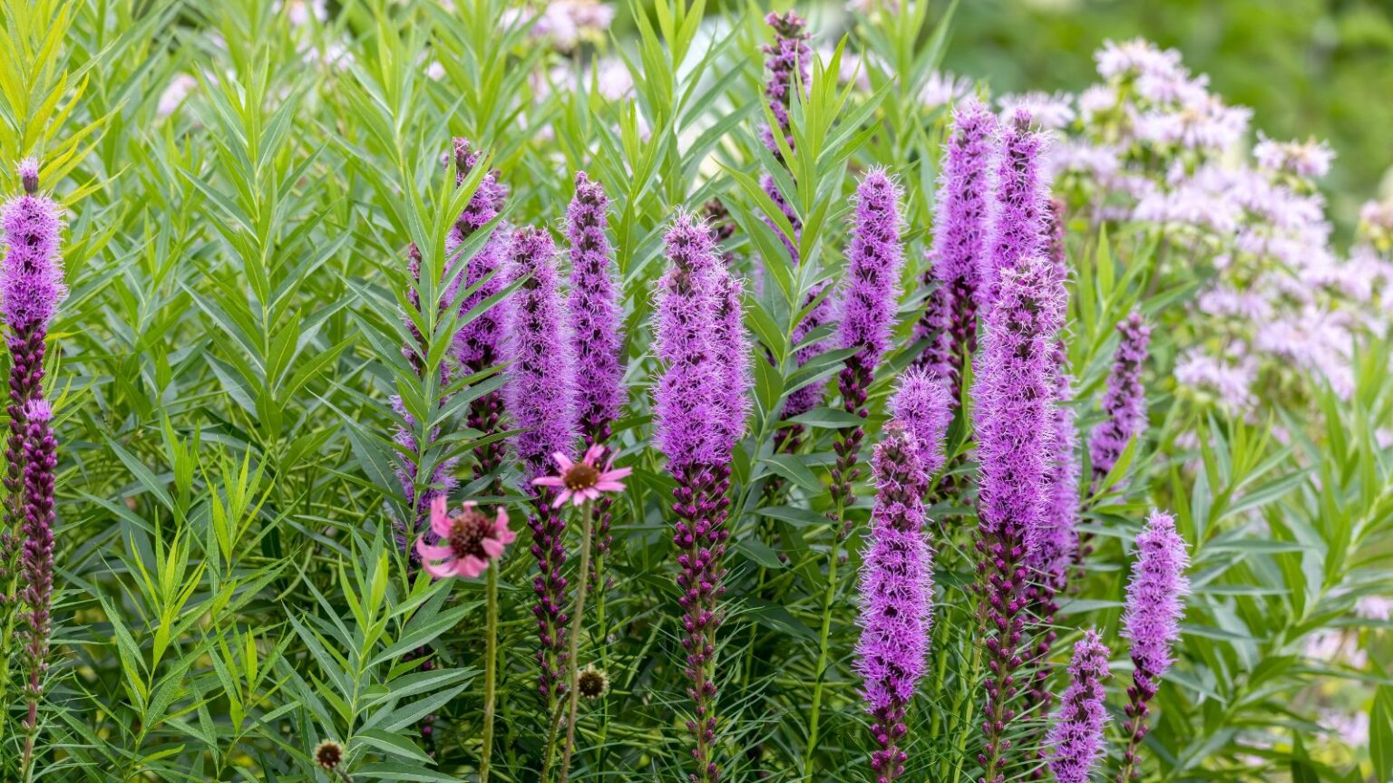 15 Native Plants To Get In The Ground This Fall