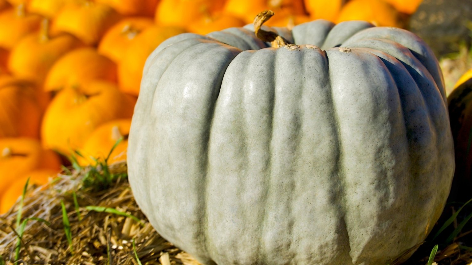 15 Unique and Rare Pumpkin Varieties to Look For This Year