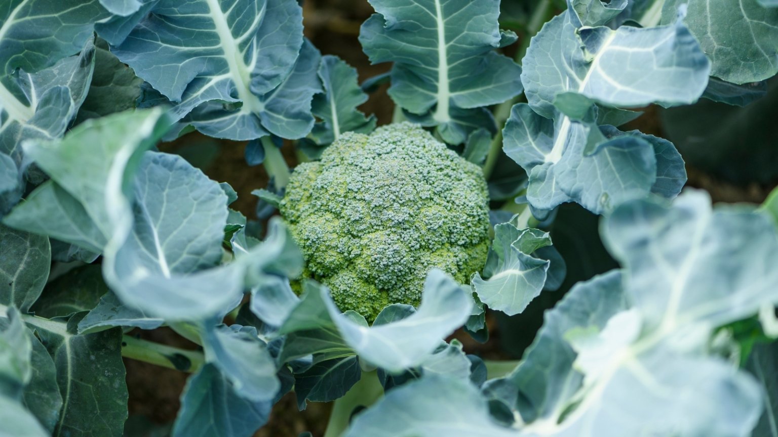 How and When to Harvest Broccoli for the Tastiest Crop