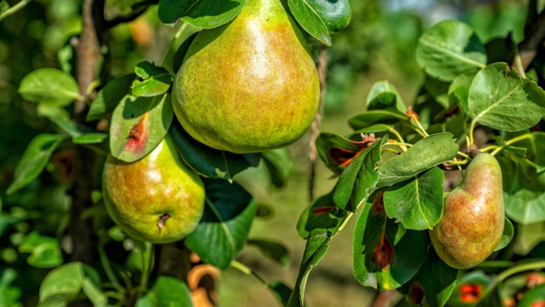 How and When to Harvest Pears for the Juiciest Fruit