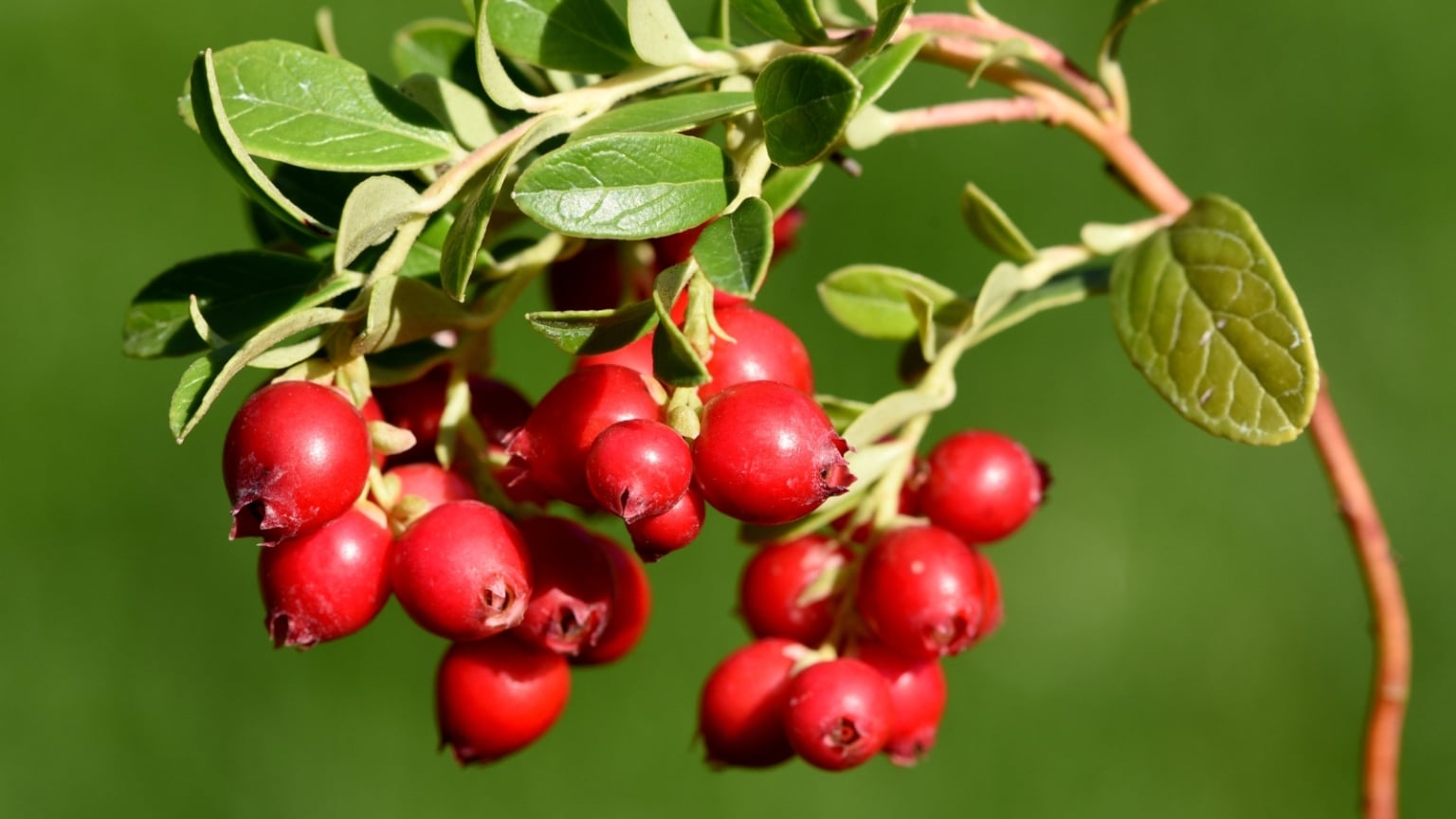 How to Plant, Grow, and Care for Cranberry Plants