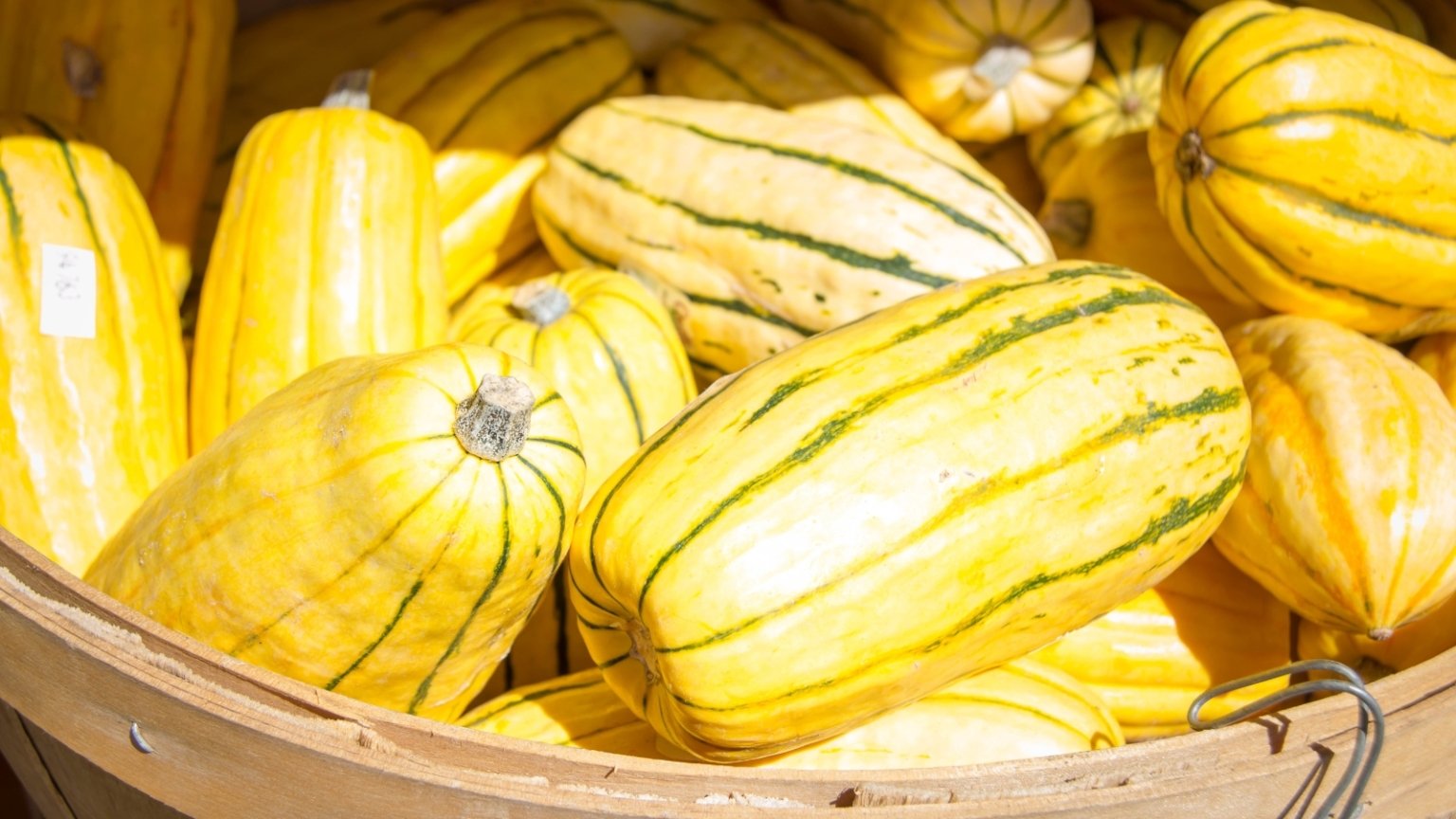 How to Plant, Grow, and Care for Delicata Squash