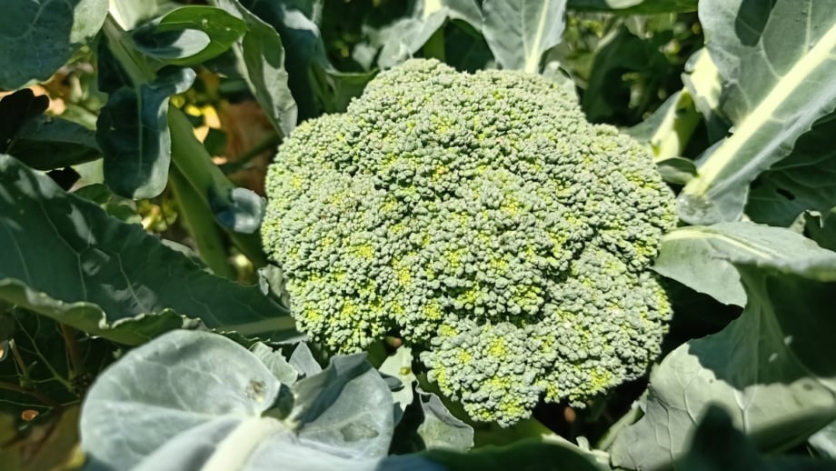 21 Types of Broccoli You Should Grow This Year - Epic Gardening