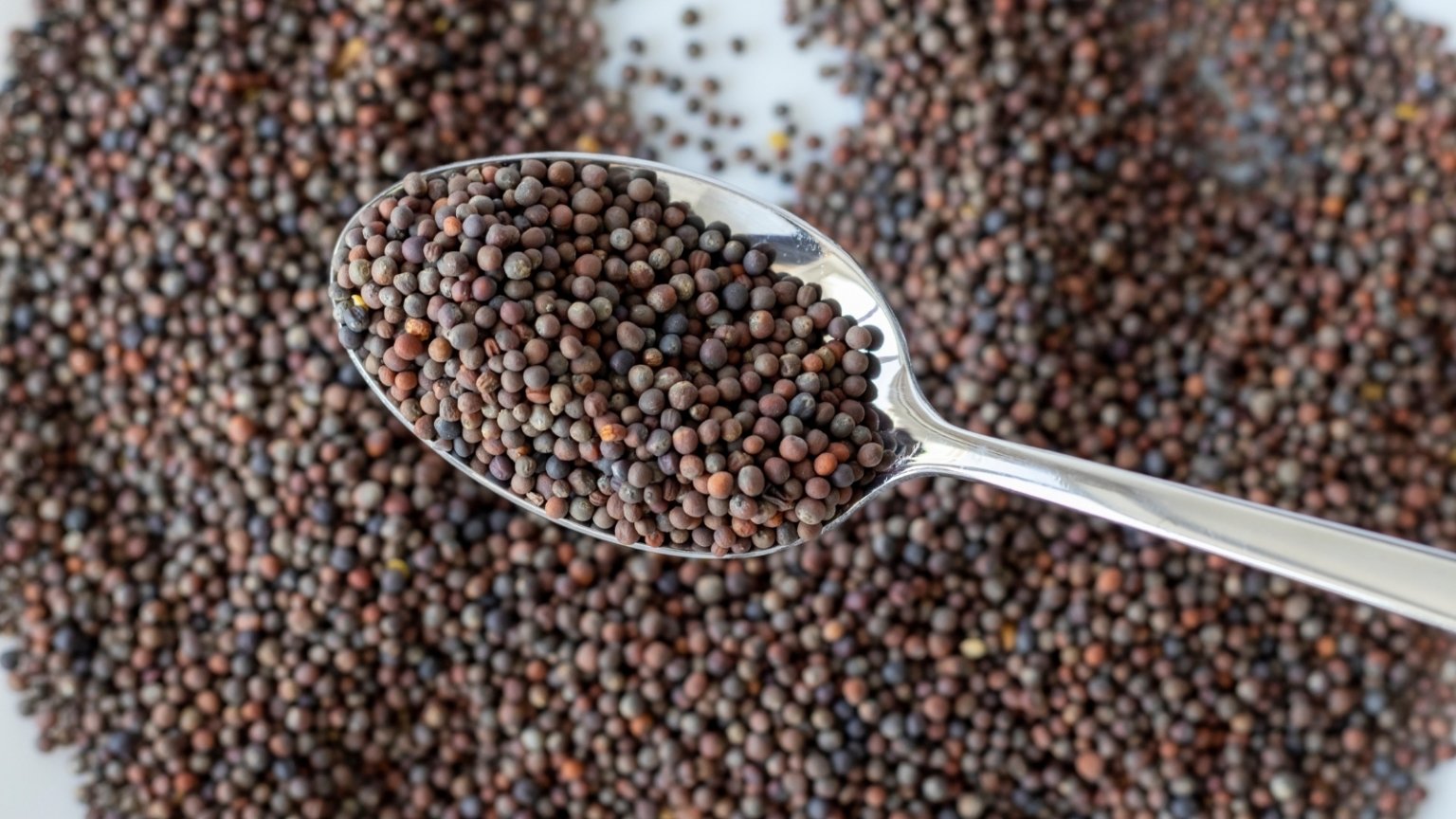 How to Plant, Grow, and Care for Rapini (Broccoli Rabe)