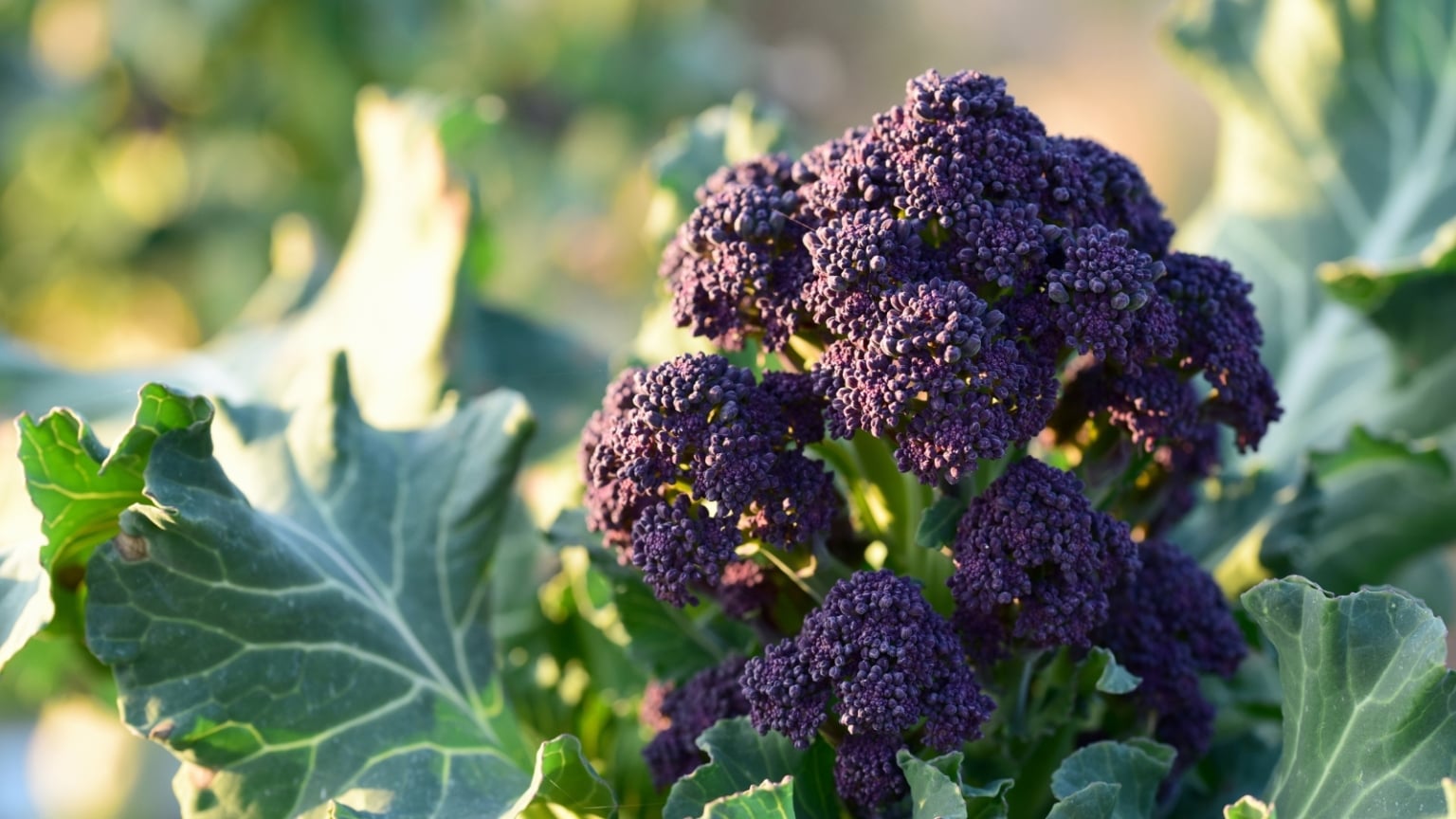 Cultivar, Variety, Species, Genus: Botanical Terms Explained