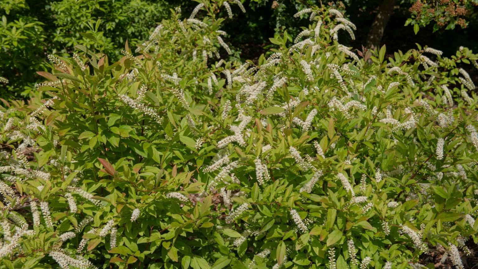 How to Plant, Grow, and Care for Sweetspire (Itea) Shrubs