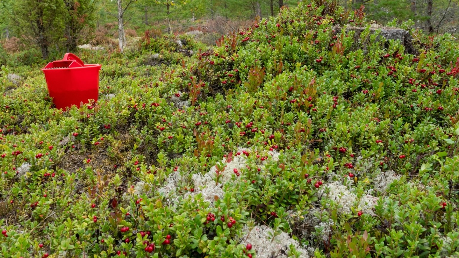How to Plant, Grow, and Care for Cranberry Plants