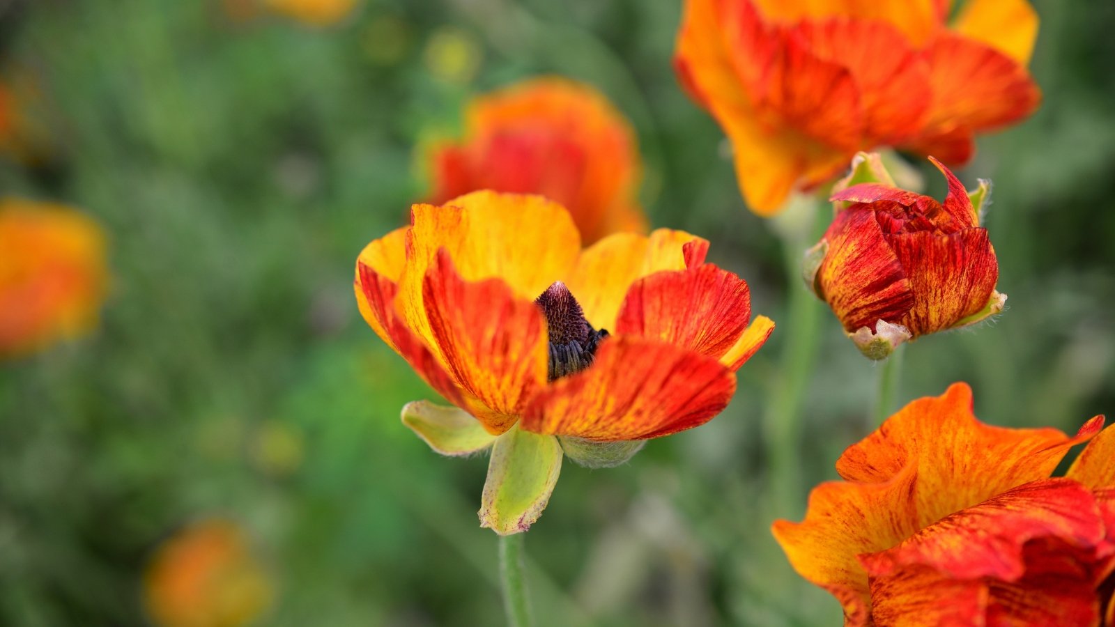 15 Ranunculus Varieties to Plant This Fall