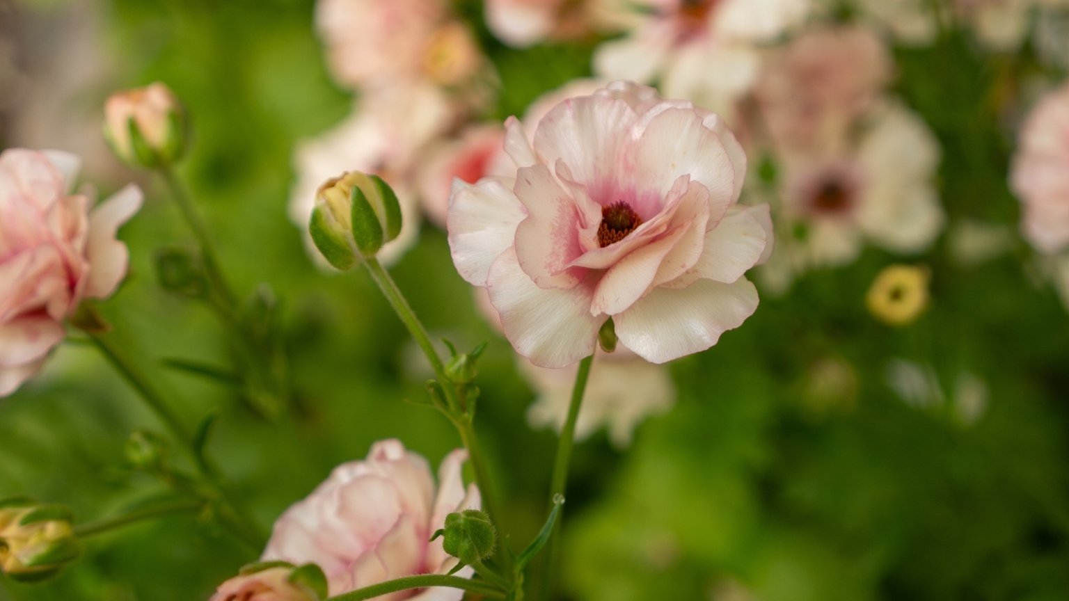 15 Ranunculus Varieties to Plant This Fall