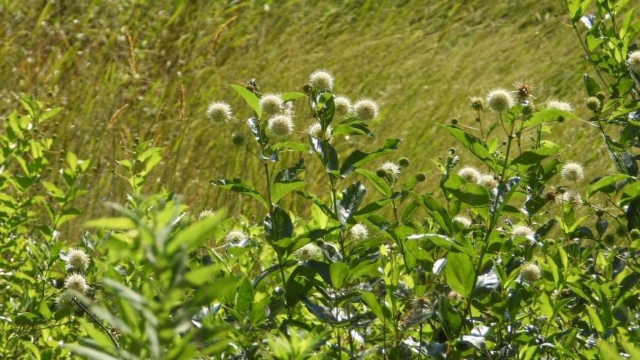 How to Plant, Grow, and Care for Buttonbush