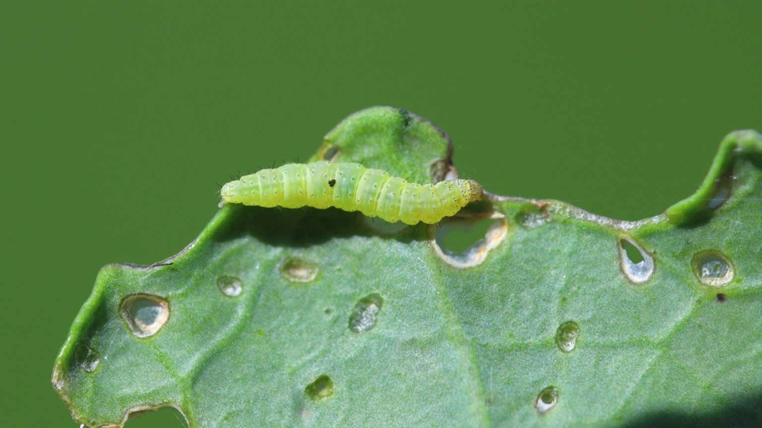 What's Eating My Cabbage? 15 Common Cabbage Pests