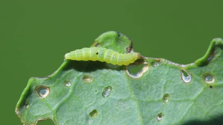 What's Eating My Cabbage? 15 Common Cabbage Pests